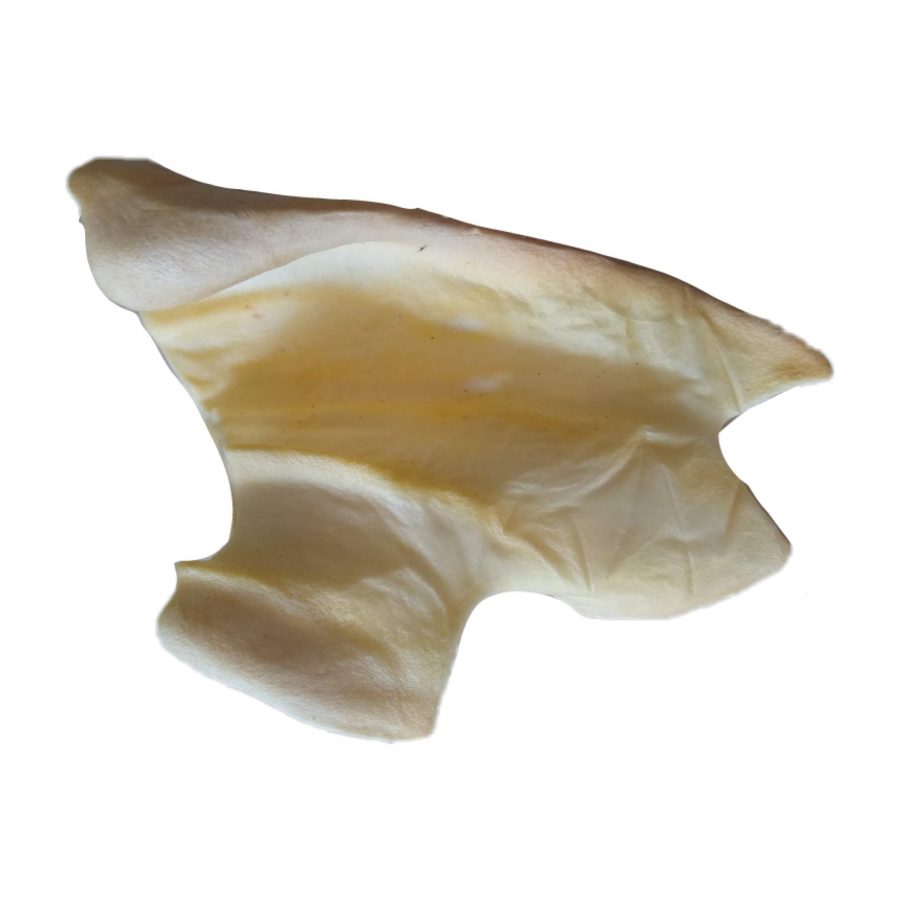 OREJA DE VACA – Animalia